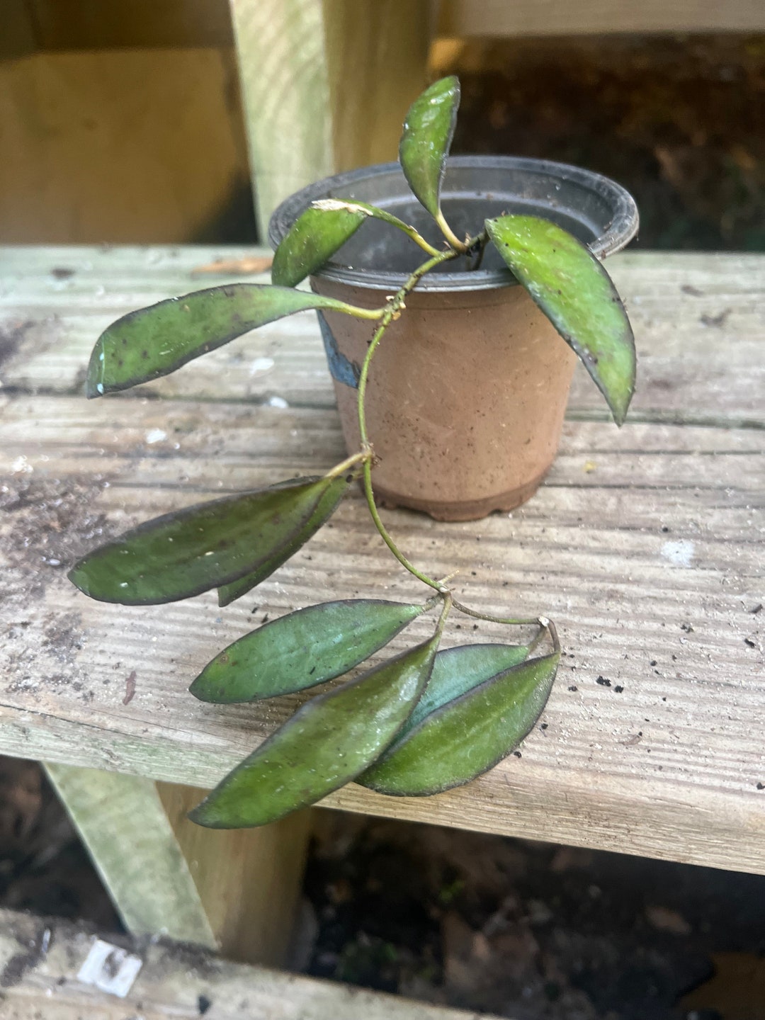 Rare Hoya Rosita Wax Plant Epiphyte Vining Tropical Houseplant ...