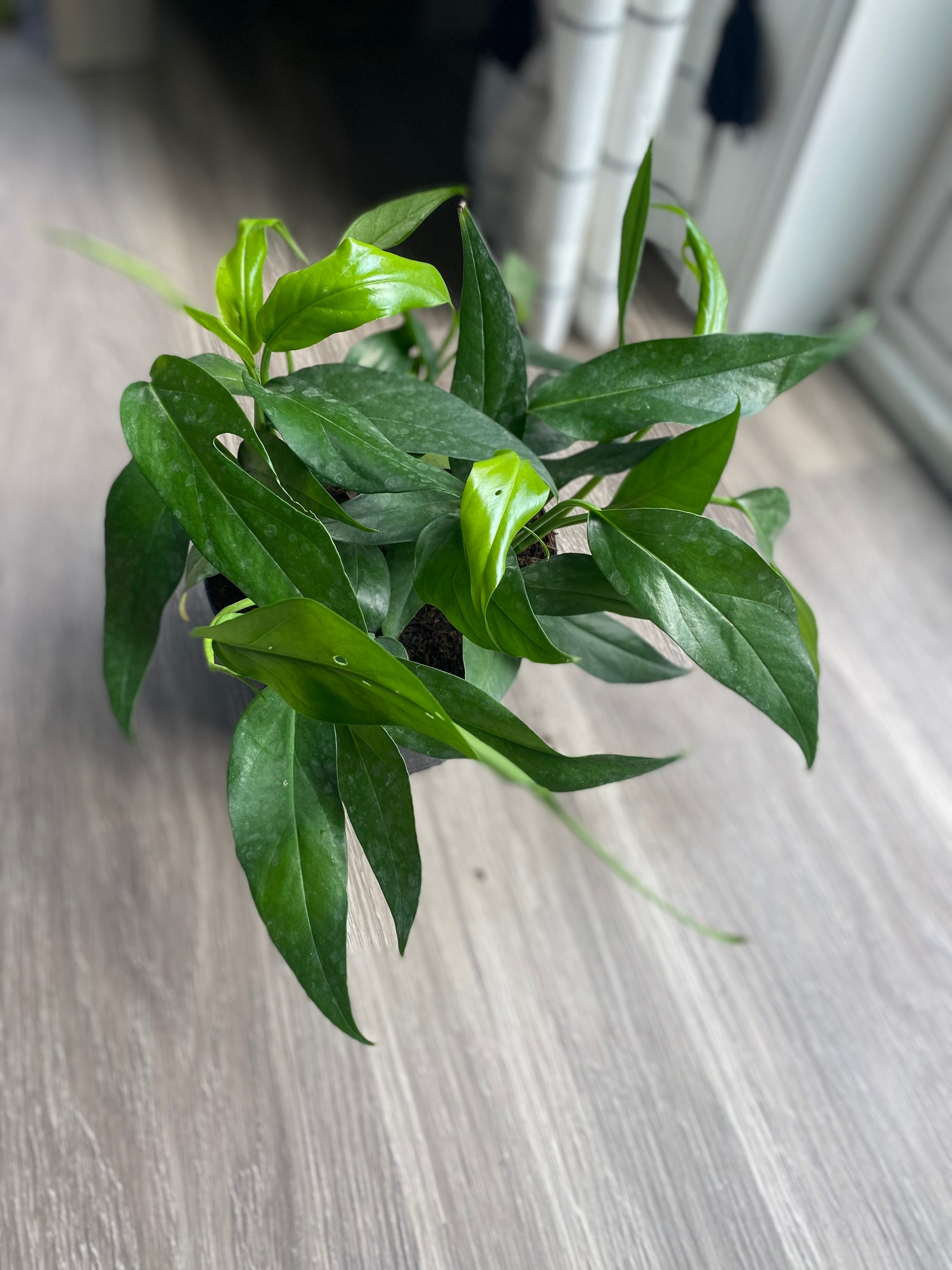 Baltic Blue Pothos Epipremnum Pinnatum - Etsy