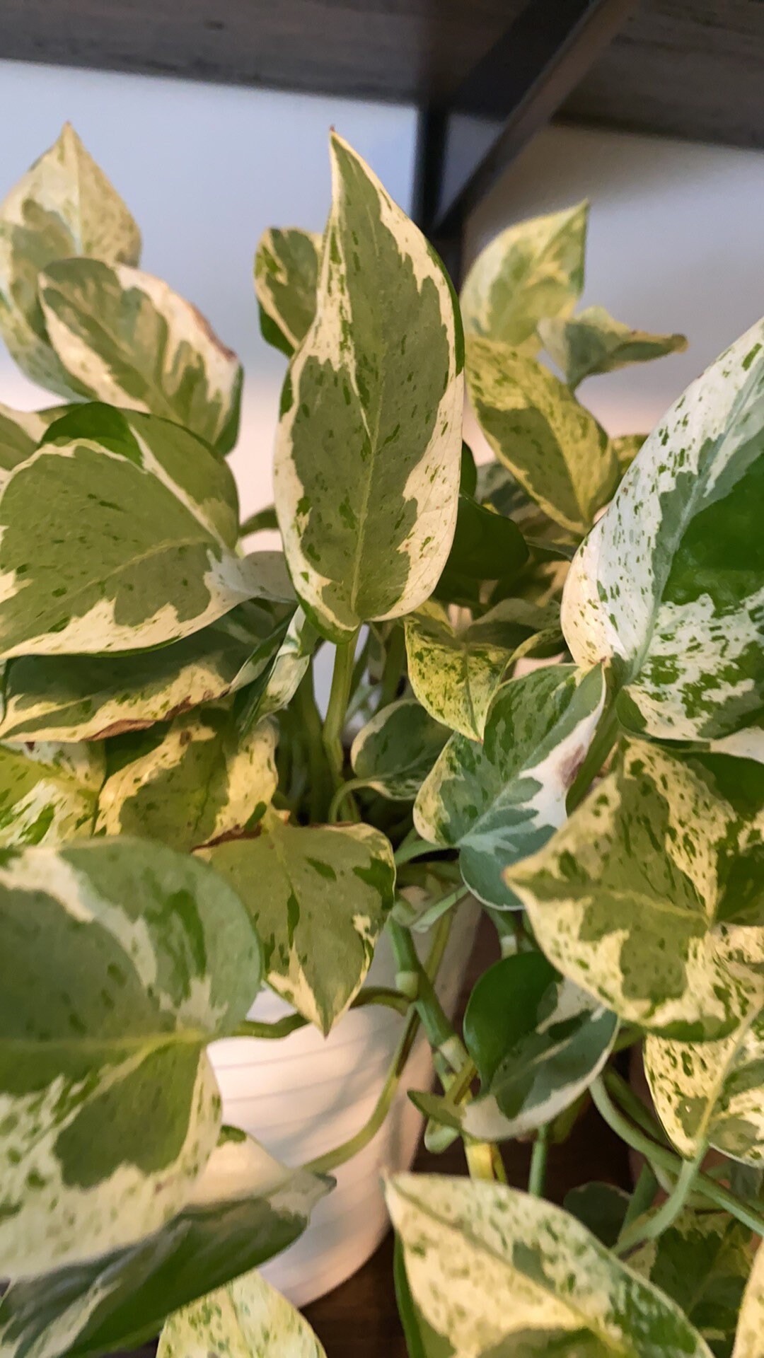 Pothos Cuttings Mix - Etsy