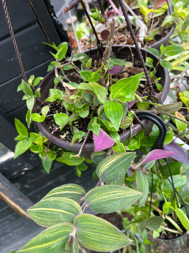 Rare Tradescantia Wandering Jew/dude Varieties Variegated Flumensis ...