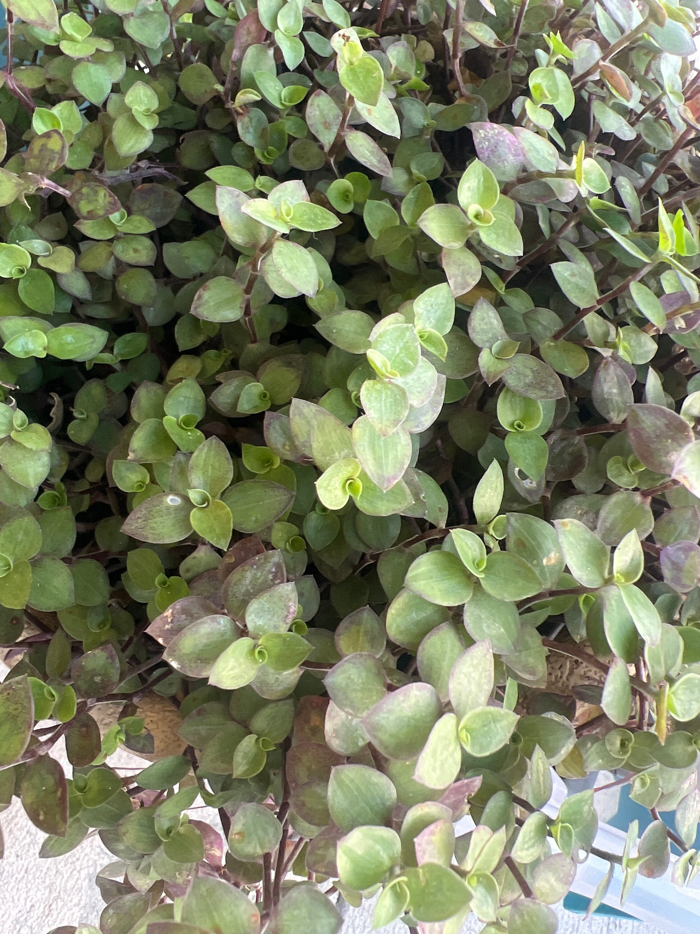 Bolivian Jew Callisia Repens Mini Wandering Jew Mini Wandering Dude - Etsy