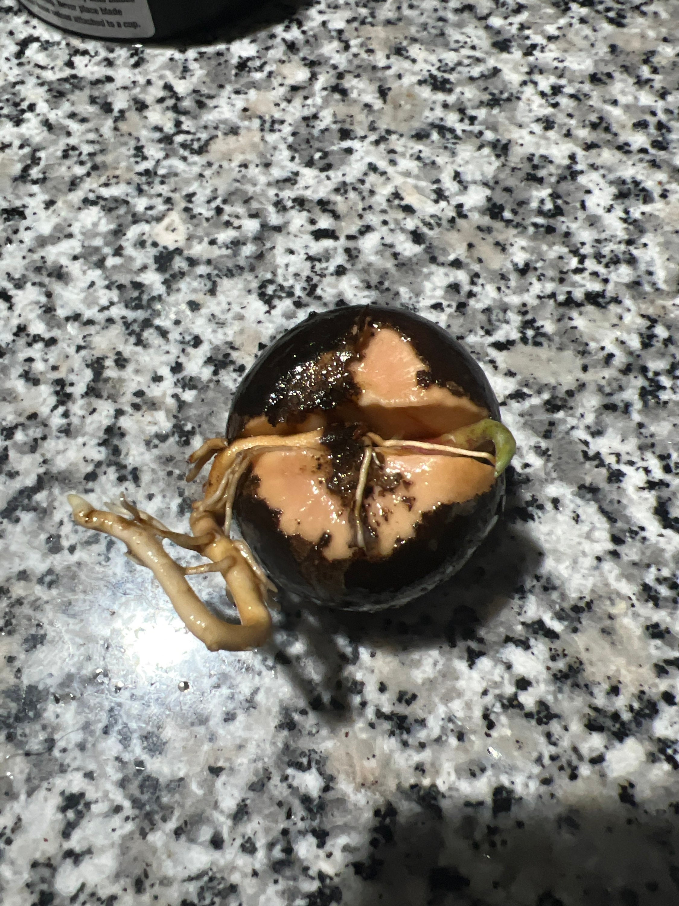 Avocado Tree Starter Seed With Roots - Etsy