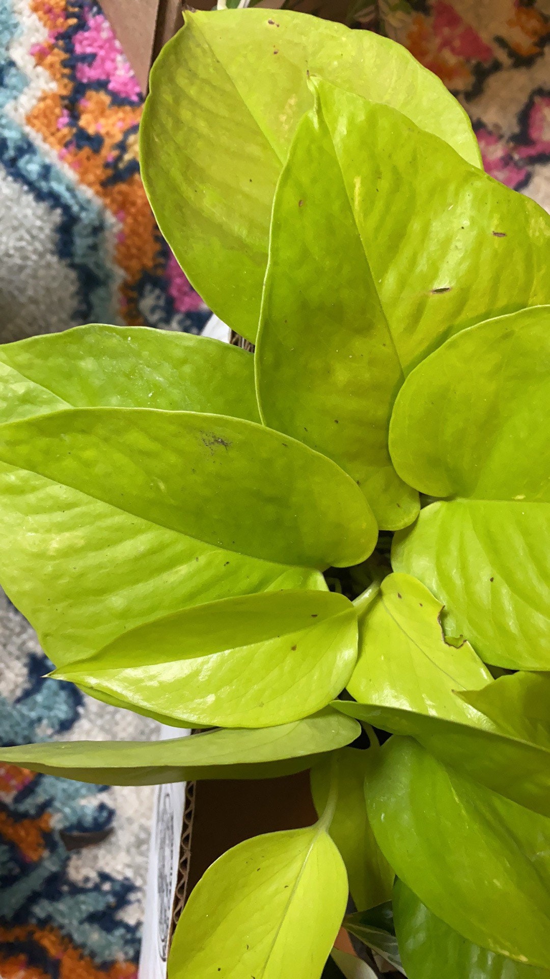 Pothos Cuttings Mix - Etsy