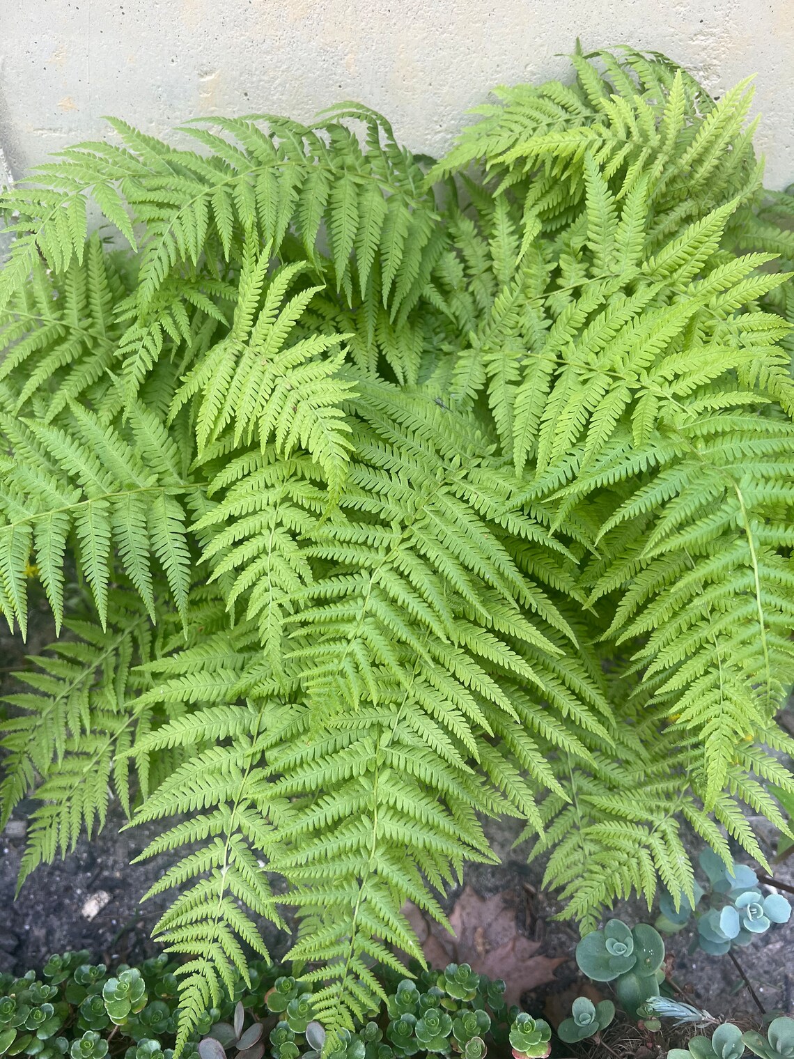 Outdoor Neon Fern Perennial - Etsy