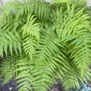 Outdoor Neon Fern Perennial - Etsy