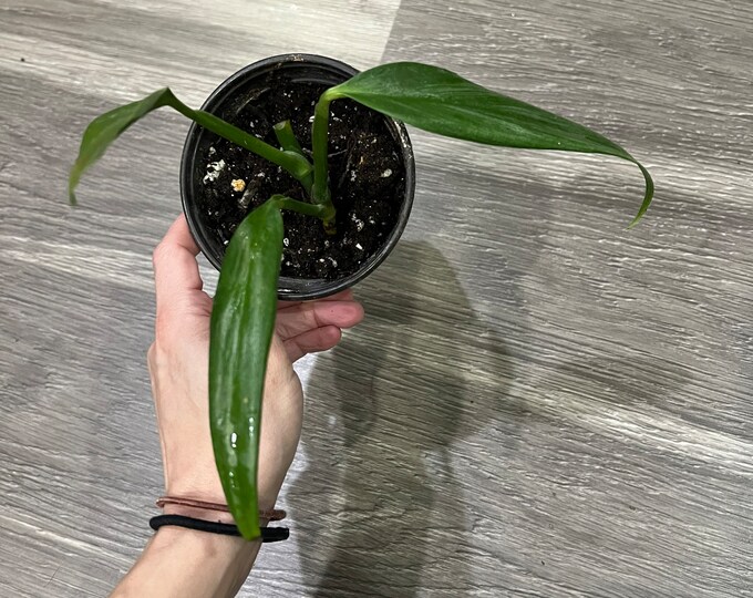 Epipremnum Amplissimum/ Silver Streak Silver Long Leaves Pothos Epi ...