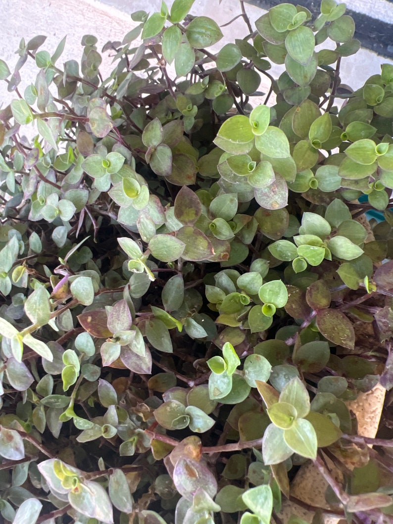 Bolivian Jew Callisia Repens Mini Wandering Jew Mini Wandering Dude - Etsy