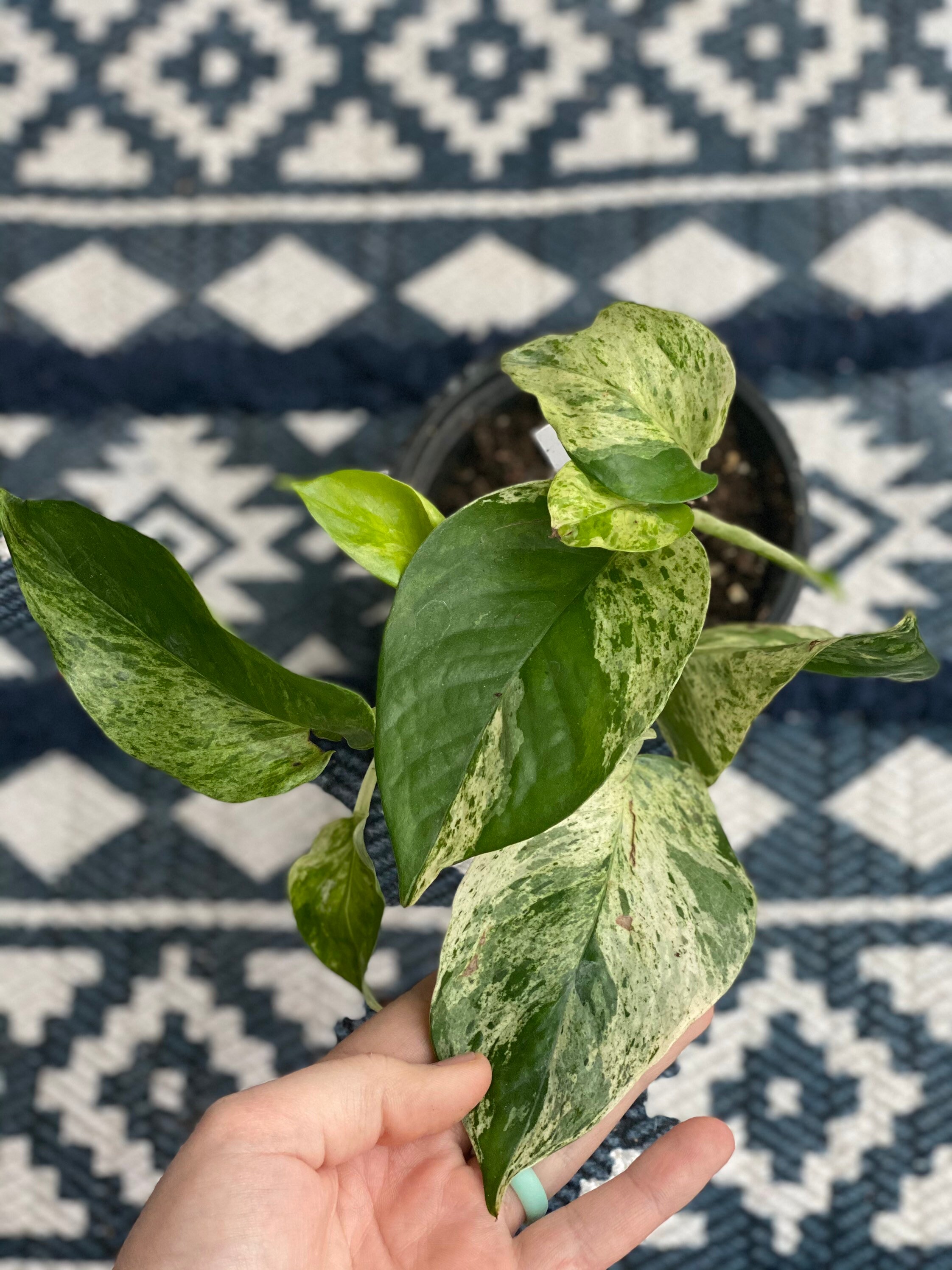 Pothos Cuttings Mix - Etsy