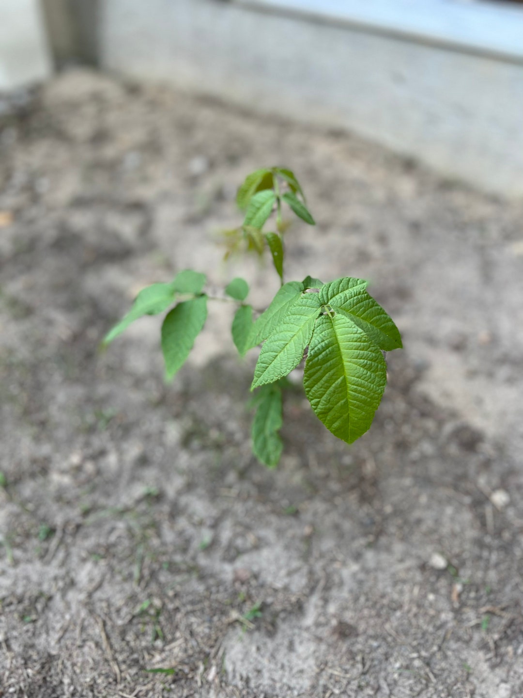 Black Walnut Tree (young) Small Outdoor Tree Garden Perenial Tree Roots ...