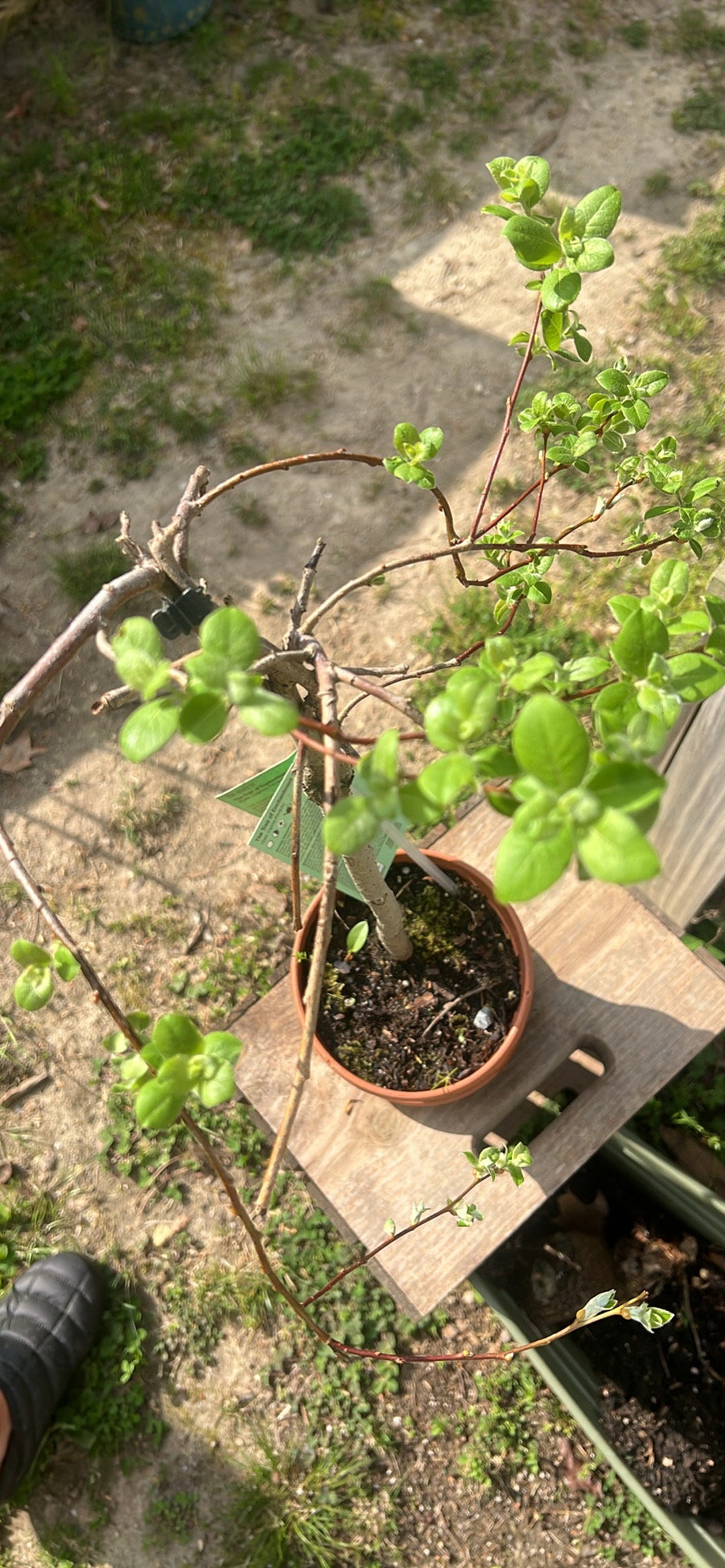 Rare Beauty Tree of Enchantment Pussy Willow Bush Tree Perennial - Etsy