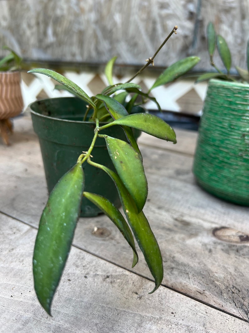 Rare Hoya Rosita Vining Plant Epiphyte Several Varieties Available ...