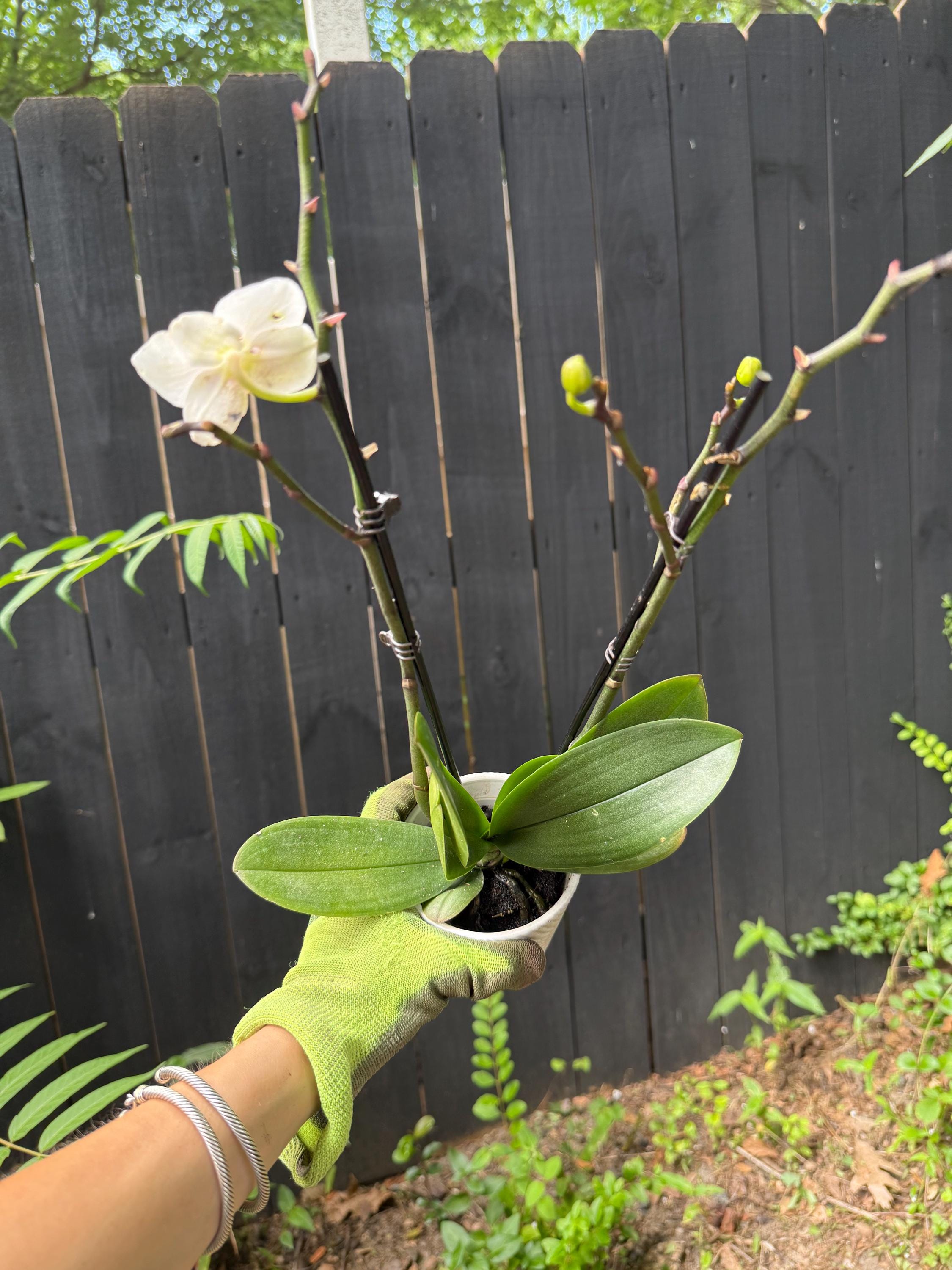 Orchid Plant Variegated Phalaenopsis White Yellow Purple Flower Bloom ...