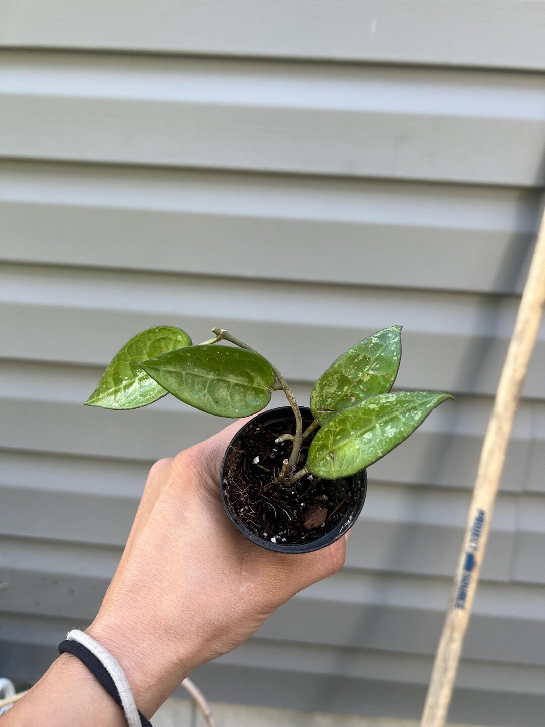 Rare Hoya Parasitica Black Margin Splash Rooted Plant Epiphyte Wax ...