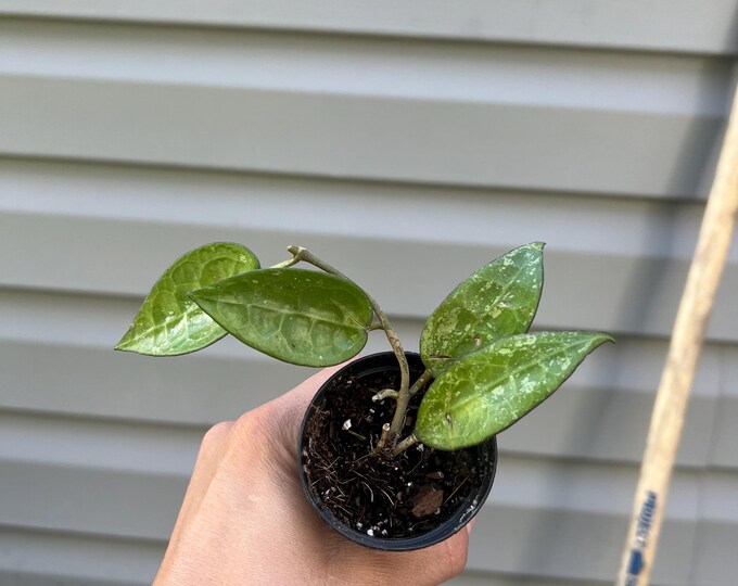 Rare Hoya Parasitica Black Margin Splash Rooted Plant Epiphyte Wax ...