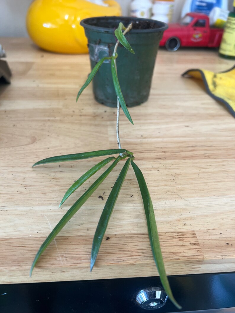 Hoya Shepherdii Rare Hoya Epiphyte Plant String Bean Hoya Plant Cutting ...