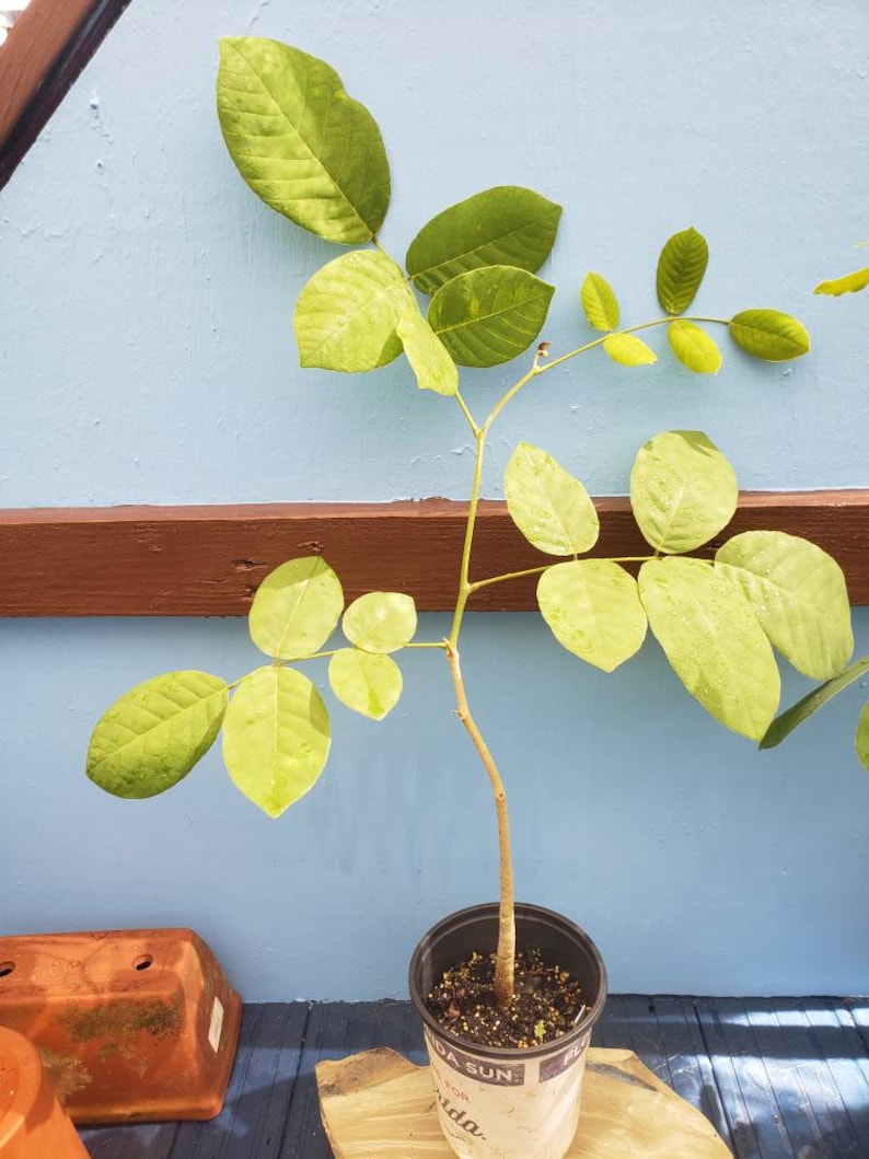 PISCIDIA PISCIPULA Jamaican Dogwood Fishfuddle Live Tree - Etsy