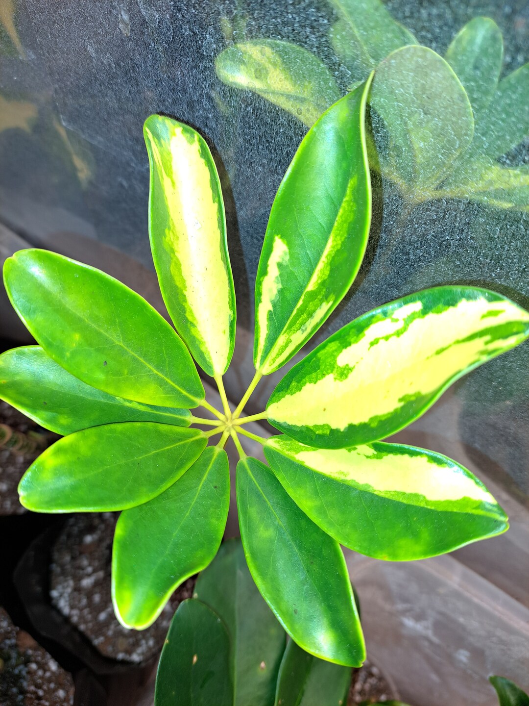 Variegated Umbrella Tree Schefflera Arboricola Live Plants - Etsy