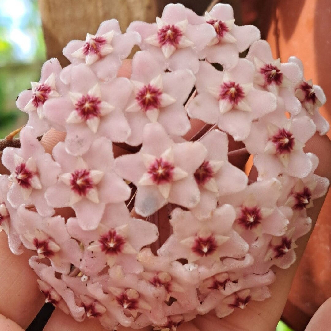 Hoya Carnosa Live Collector's Plant - Etsy