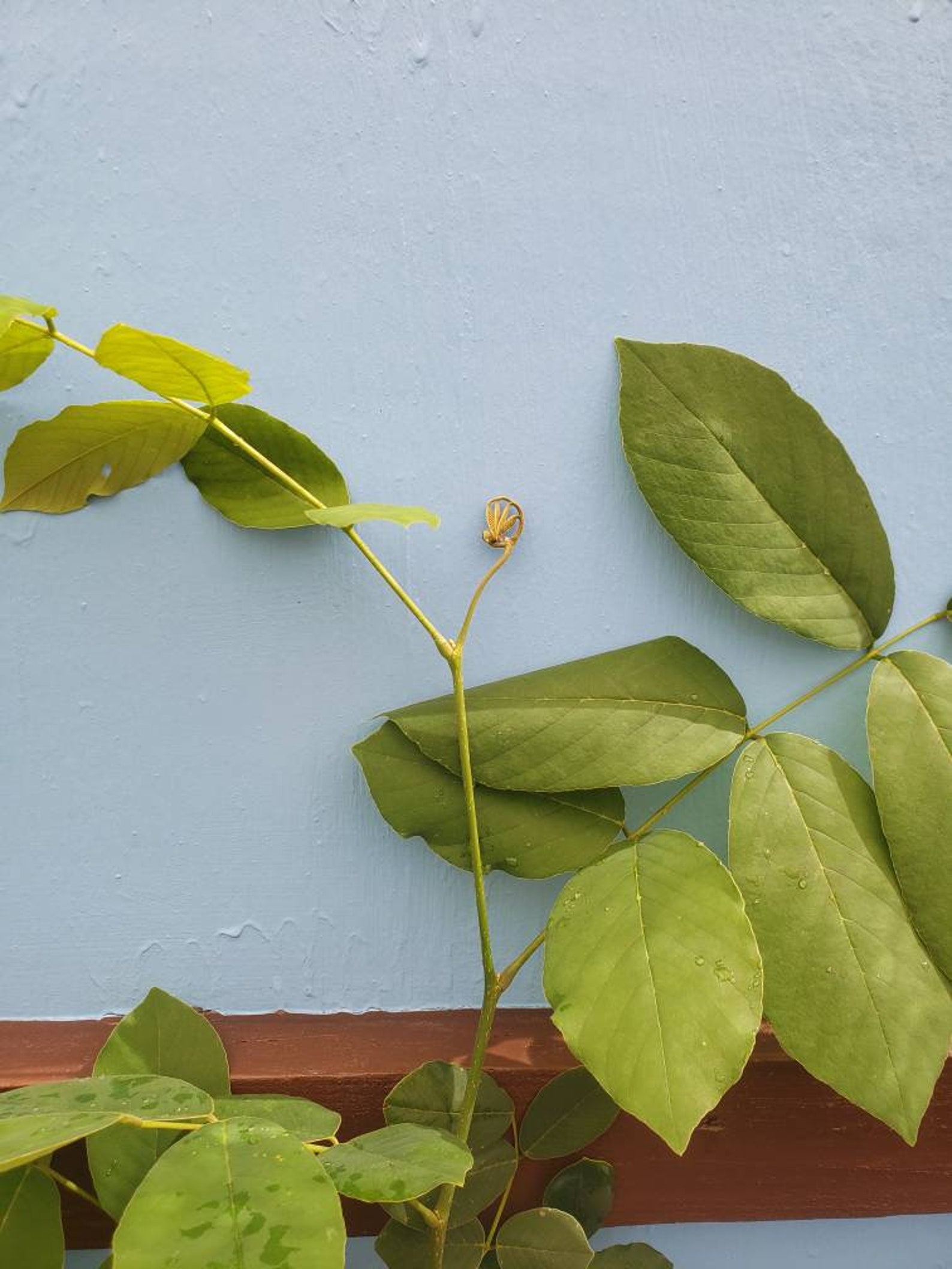 PISCIDIA PISCIPULA Jamaican Dogwood Fishfuddle Live Tree - Etsy