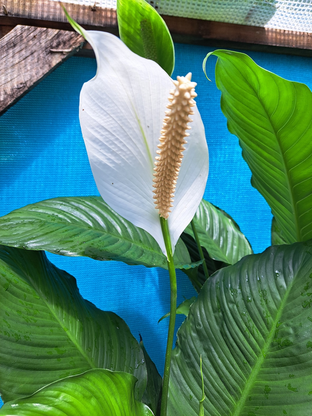 Spathiphyllum Wallisii, Peace Lily, Spathe Flower, Large Live Plants - Etsy