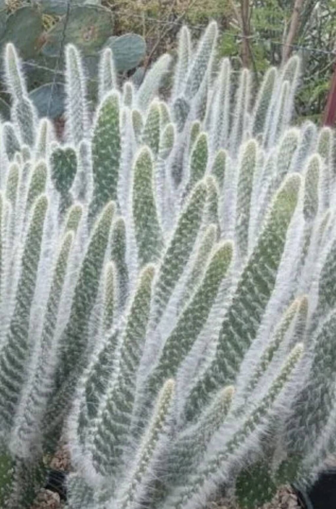 Opuntia Erinacea Ursine Snow Prickly Pear Hairy Cactus Live - Etsy