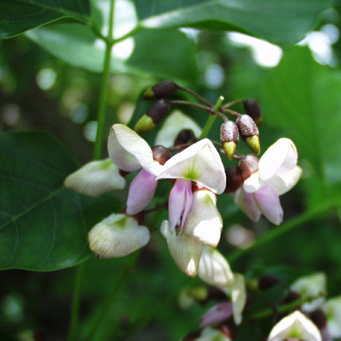 PISCIDIA PISCIPULA Jamaican Dogwood Fishfuddle Live Tree - Etsy