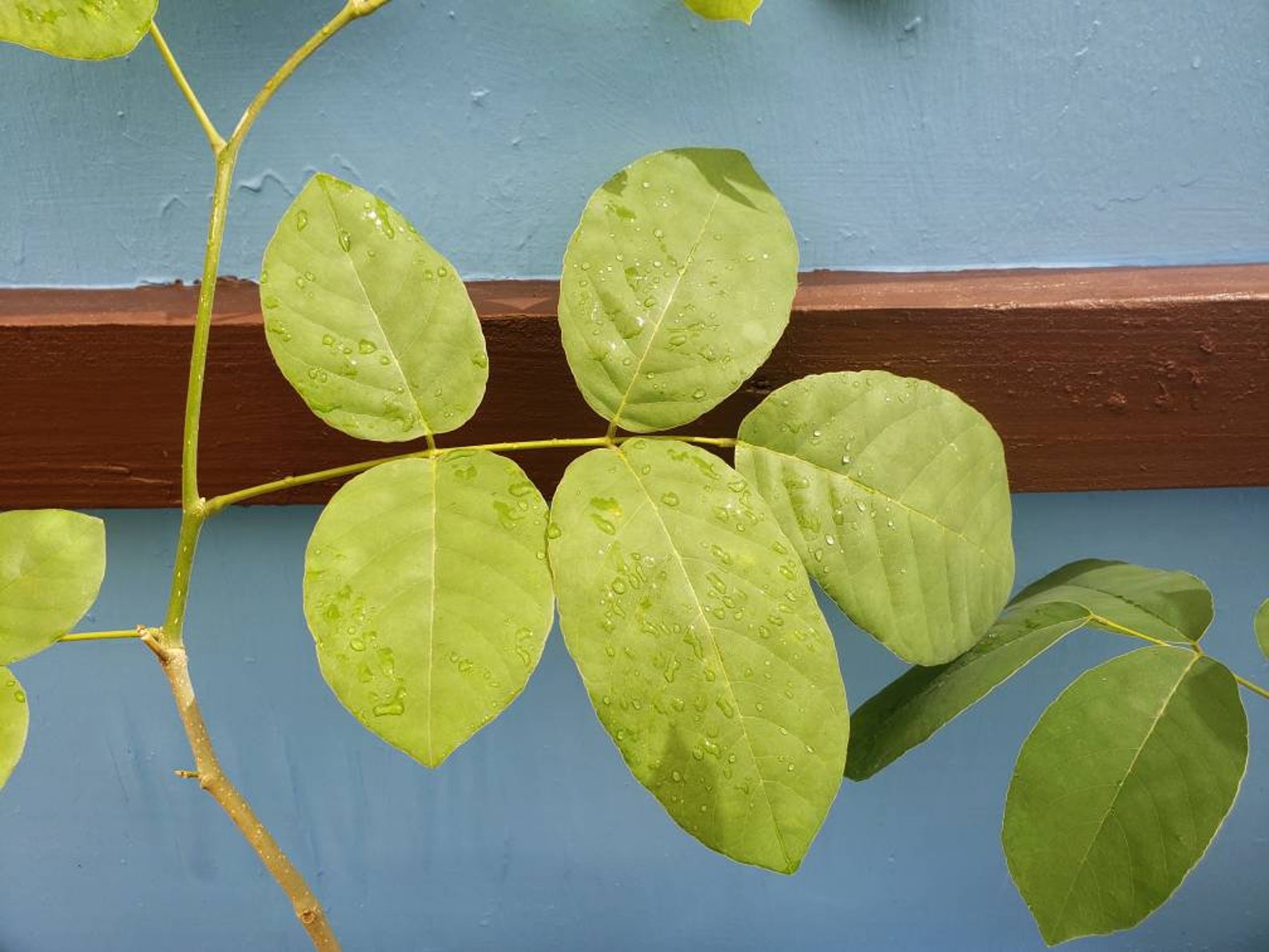 PISCIDIA PISCIPULA Jamaican Dogwood Fishfuddle Live Tree - Etsy