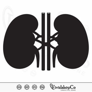 Kidney SVG, Kidney Anatomy Svg, Disease Svg, Clipart, Cut Files for ...