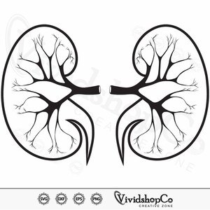 Kidney SVG, Kidney Anatomy Svg, Disease Svg, Clipart, Cut Files for ...
