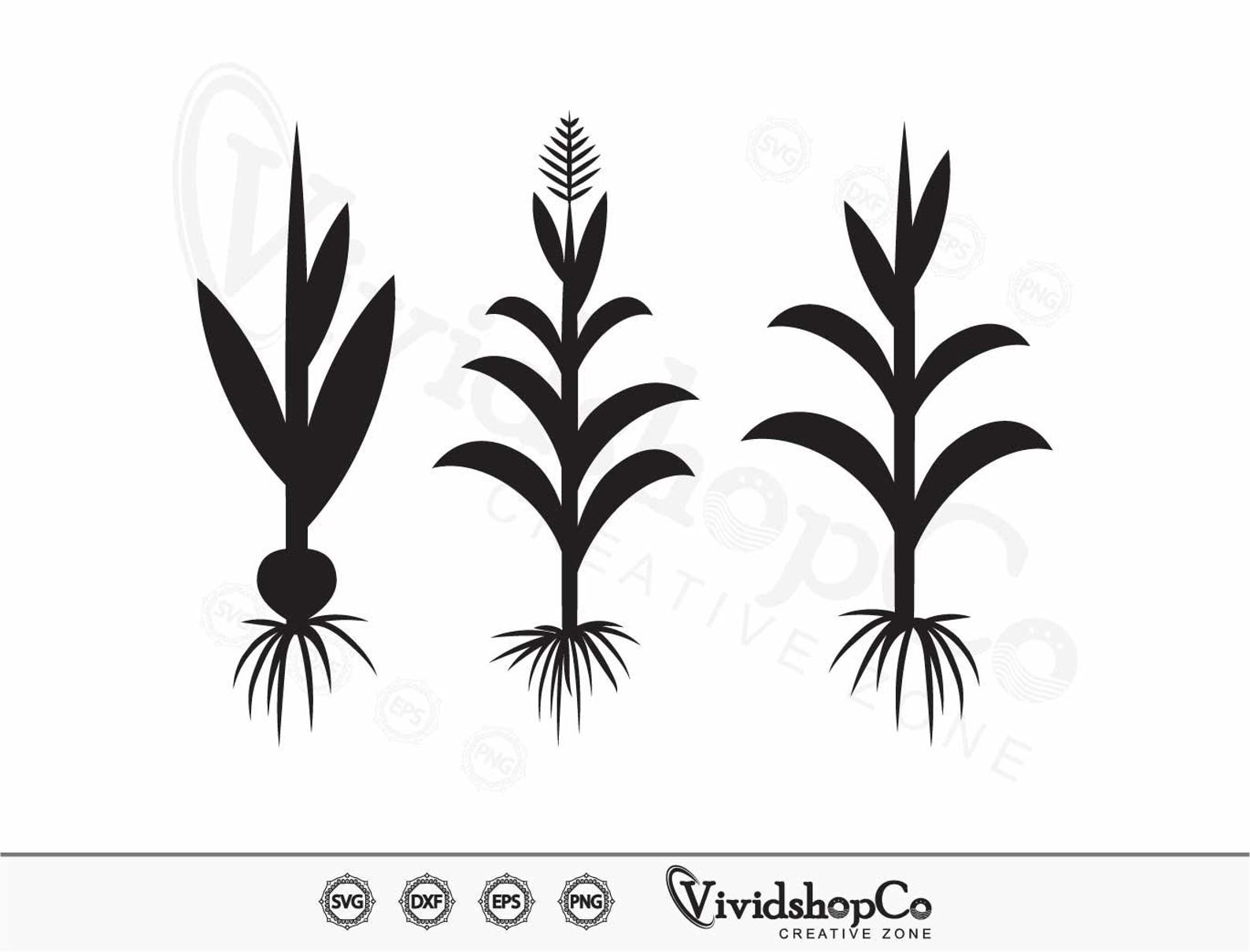 Corn Stalks SVG, Corn Tree, Corn Svg, Corn Field, Popcorn, Maize Svg ...