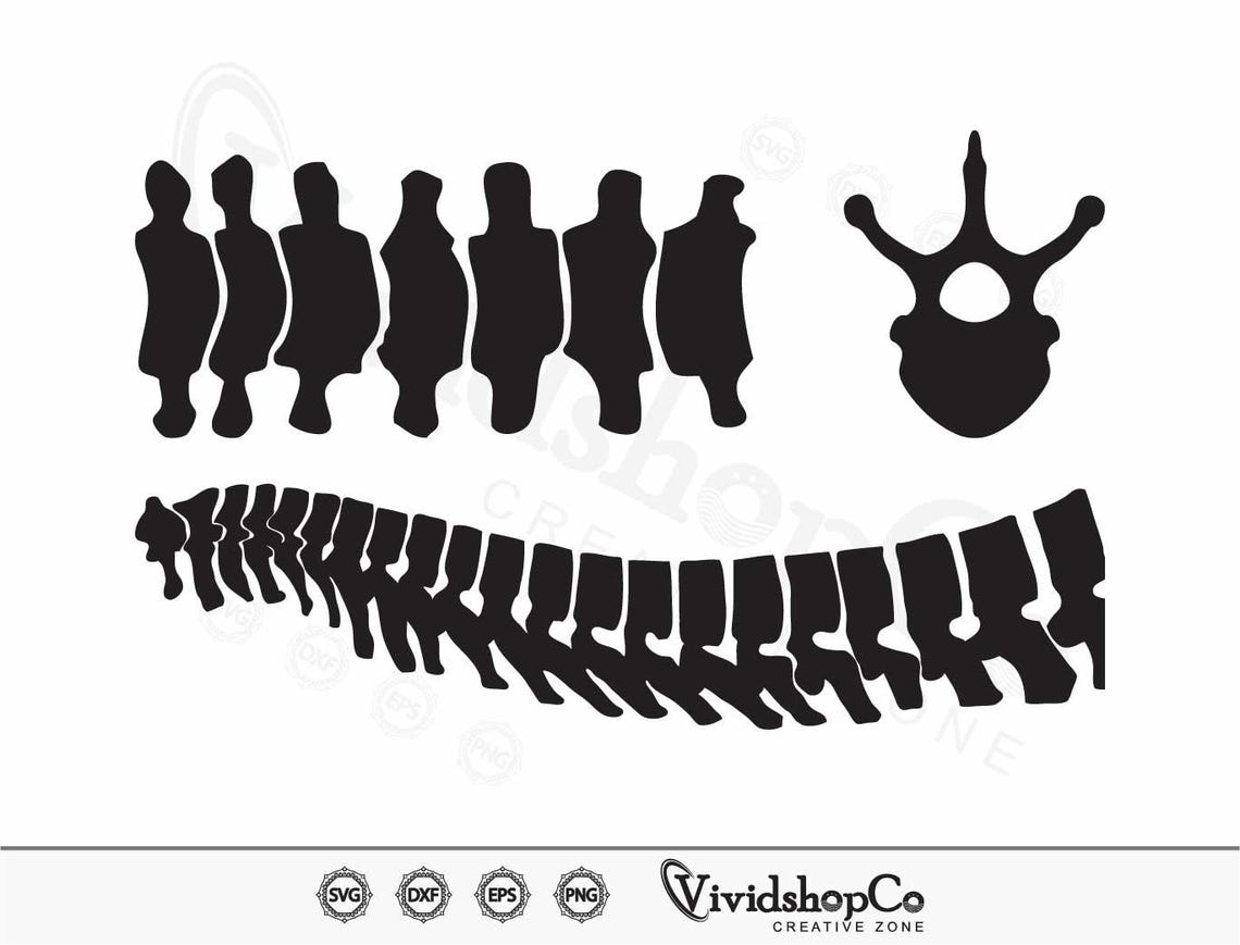 Anatomy SVG, Anatomy Spine Svg, Spine Svg, Human Anatomy Svg, Clipart ...