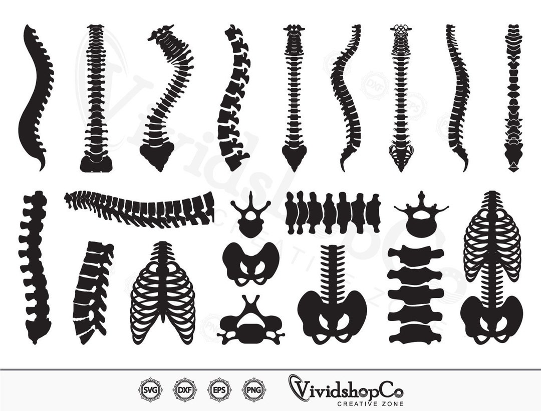 Anatomy SVG, Anatomy Spine Svg, Spine Svg, Human Anatomy Svg, Clipart, Cut Files for Silhouette ...