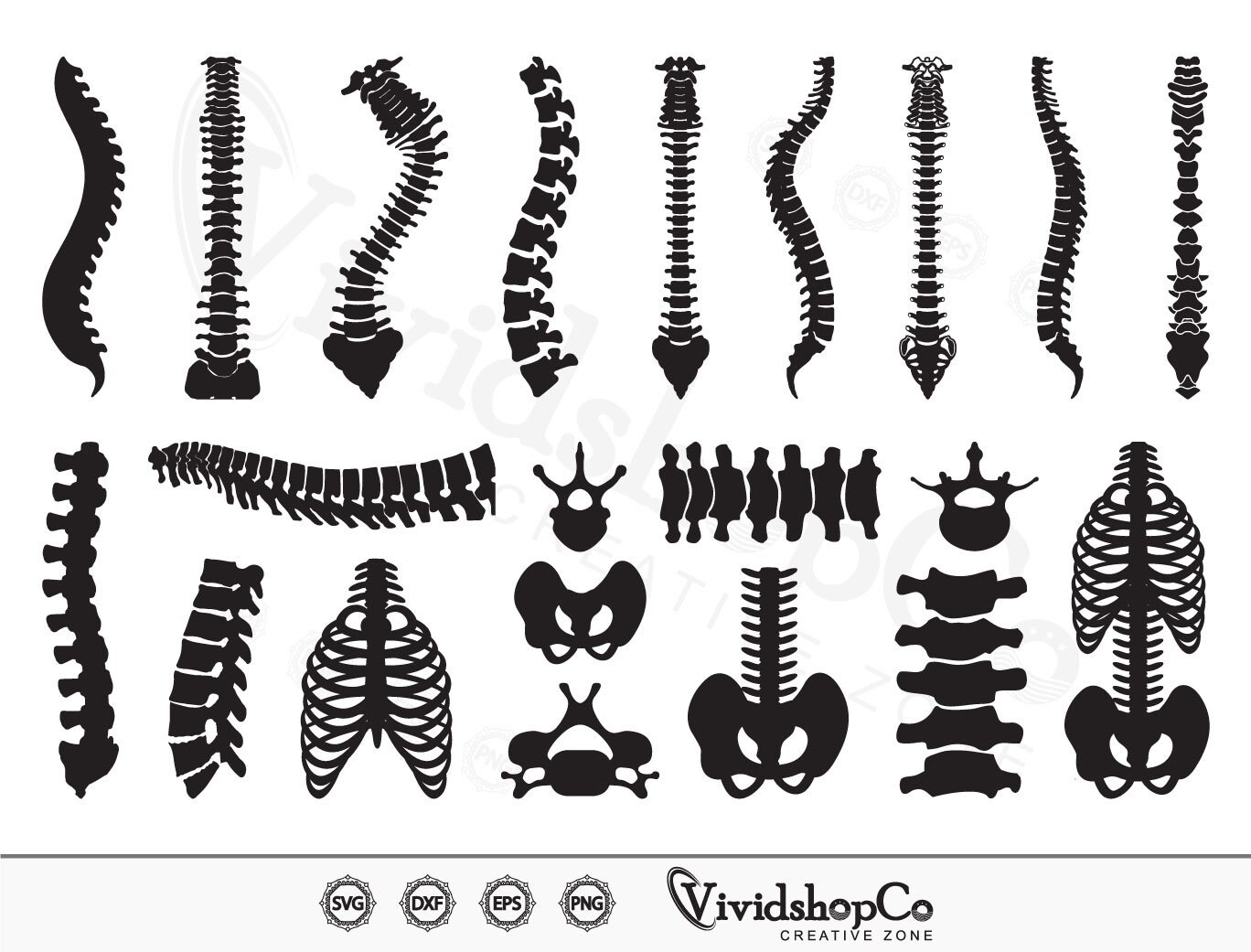 Anatomy SVG Anatomy Spine Svg Spine Svg Human Anatomy Svg - Etsy Australia