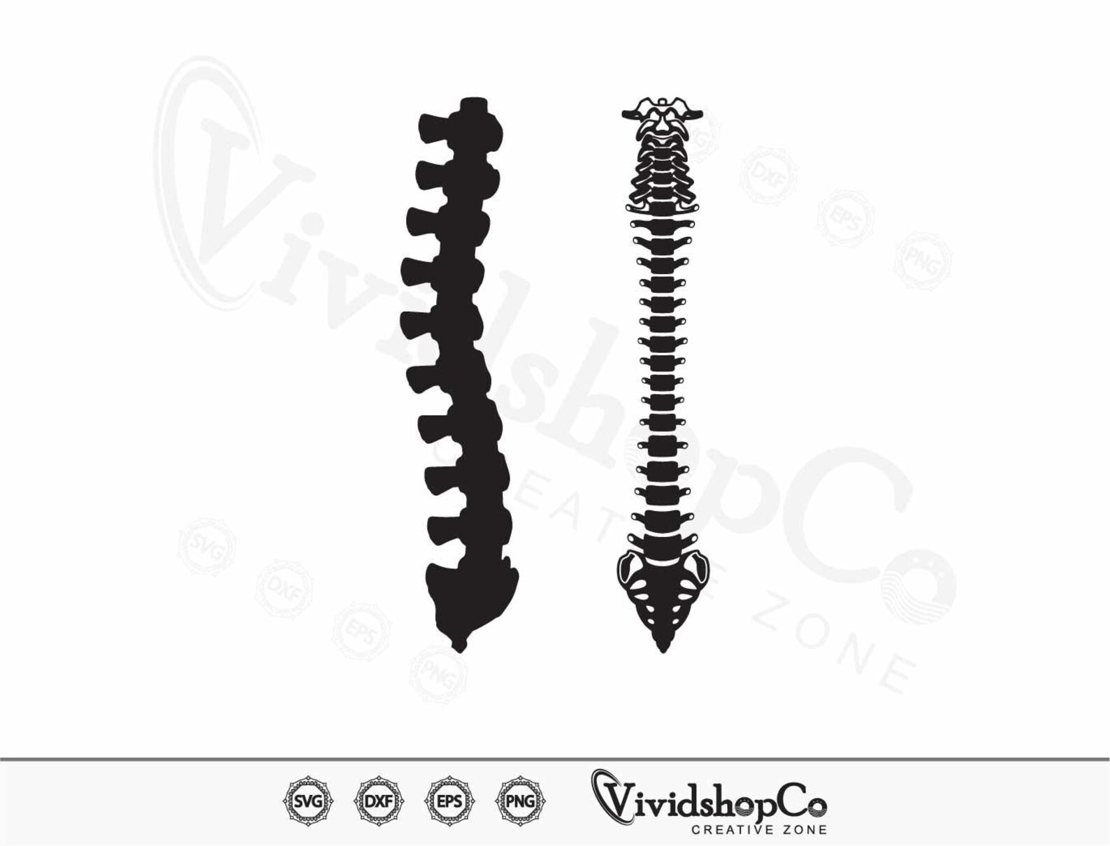 Anatomy SVG, Anatomy Spine Svg, Spine Svg, Human Anatomy Svg, Clipart ...