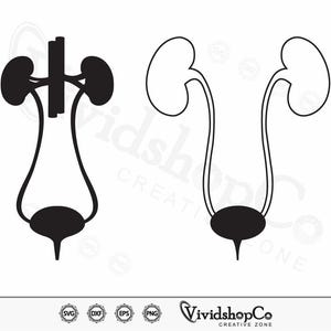 Kidney SVG, Kidney Anatomy Svg, Disease Svg, Clipart, Cut Files for ...