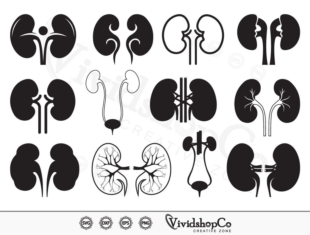 Kidney SVG, Kidney Anatomy Svg, Disease Svg, Clipart, Cut Files for ...