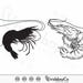 Shrimp SVG, Boiled Shrimp Svg, Prawn Svg, Seafood Svg, Clipart, Cut ...