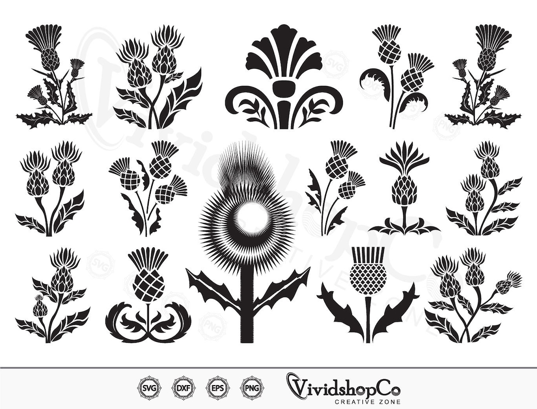 Cardo escocés SVG Cardo svg Imágenes prediseñadas de cardo - Etsy México