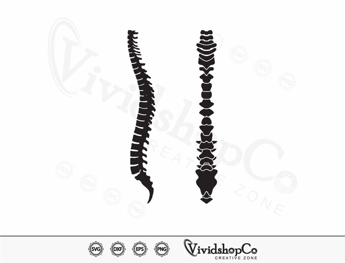 Anatomy SVG, Anatomy Spine Svg, Spine Svg, Human Anatomy Svg, Clipart ...