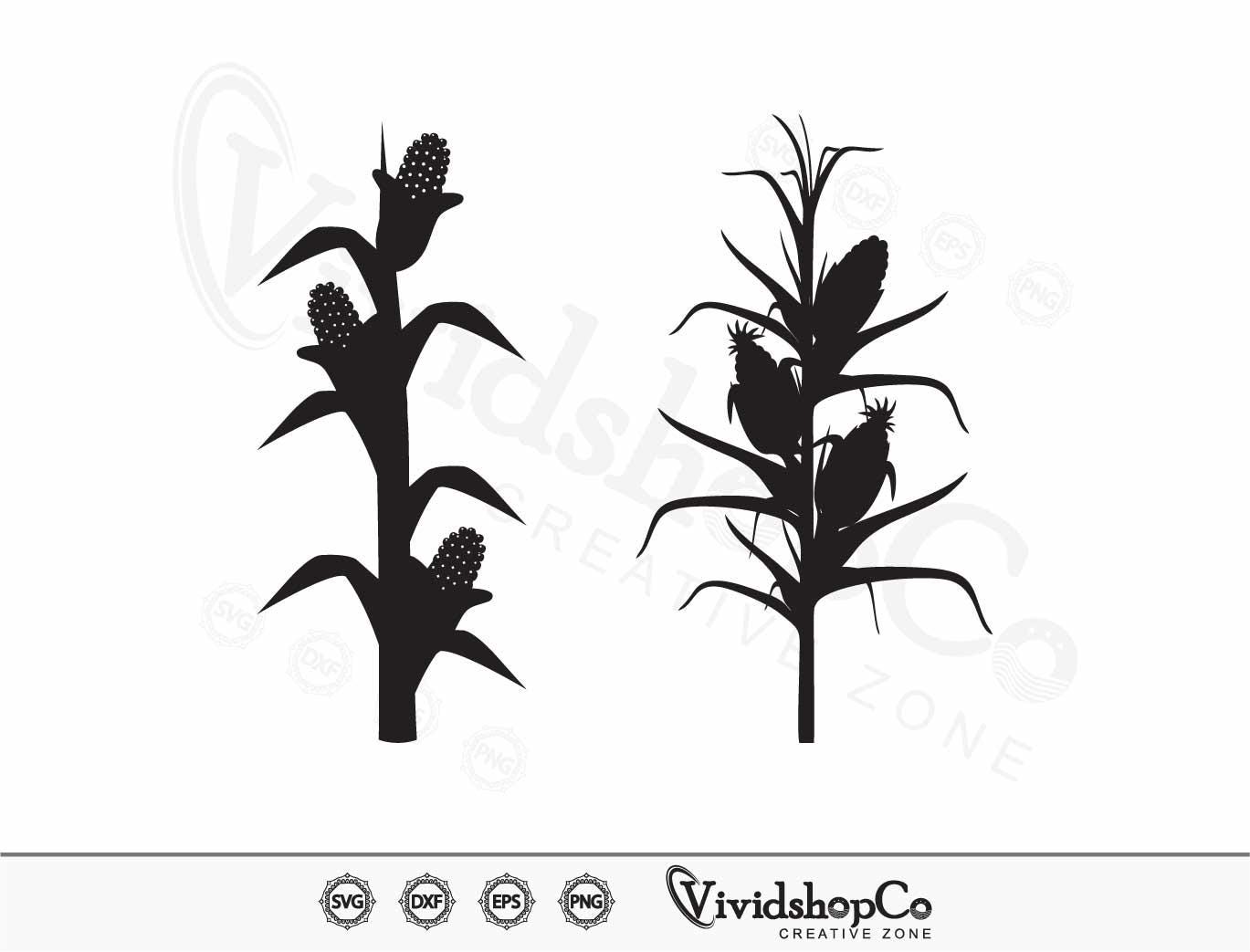Corn Stalk Vector