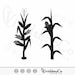 Corn Stalks SVG, Corn Tree, Corn Svg, Corn Field, Popcorn, Maize Svg ...