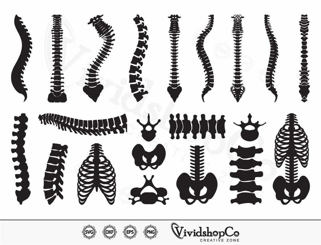 Anatomy SVG, Anatomy Spine Svg, Spine Svg, Human Anatomy Svg, Clipart ...