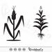 Corn Stalks SVG, Corn Tree, Corn Svg, Corn Field, Popcorn, Maize Svg ...
