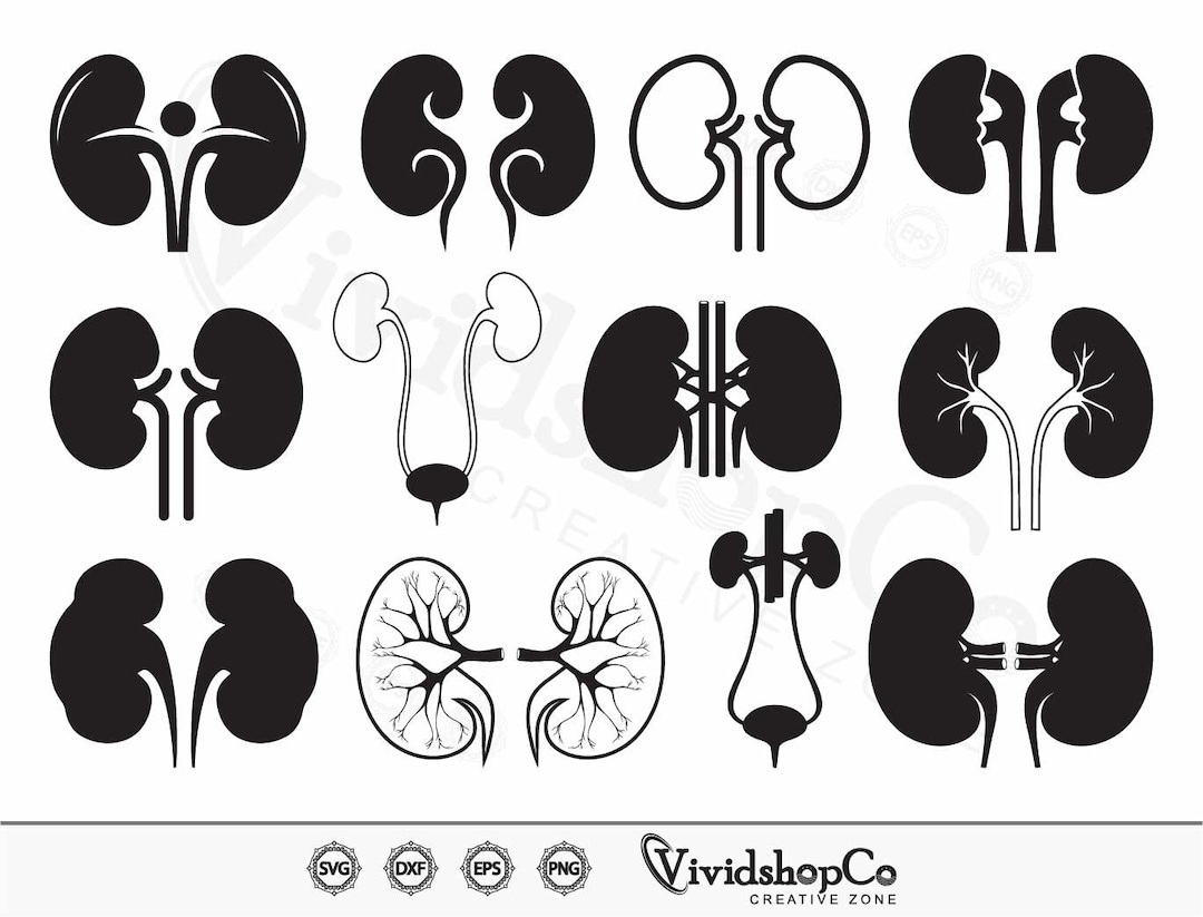 Kidney SVG, Kidney Anatomy Svg, Disease Svg, Clipart, Cut Files for ...