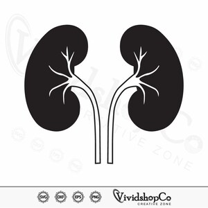 Kidney SVG, Kidney Anatomy Svg, Disease Svg, Clipart, Cut Files for ...
