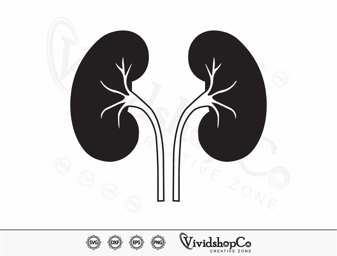 Kidney SVG, Kidney Anatomy Svg, Disease Svg, Clipart, Cut Files for ...