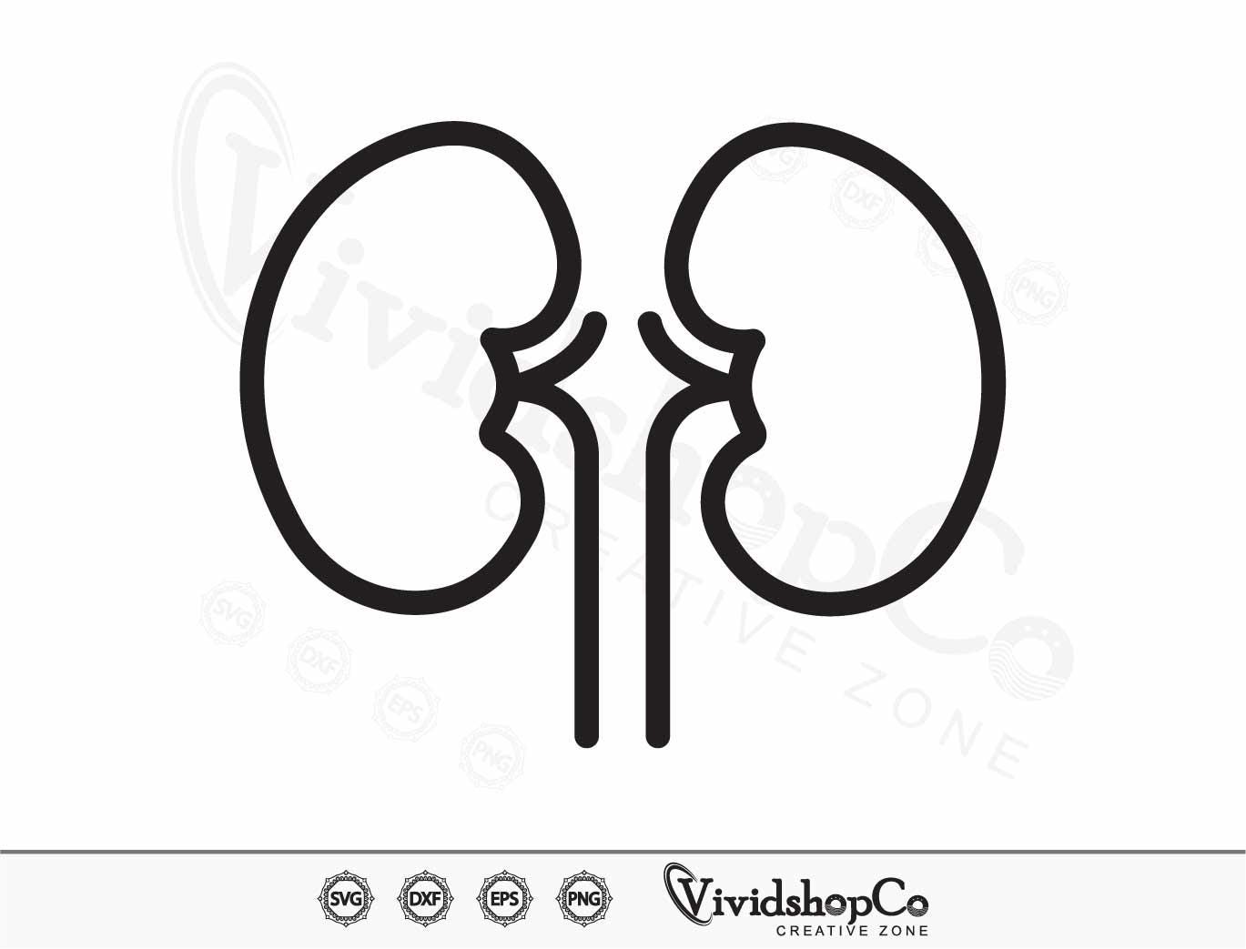 Kidney SVG, Kidney Anatomy Svg, Disease Svg, Clipart, Cut Files for ...