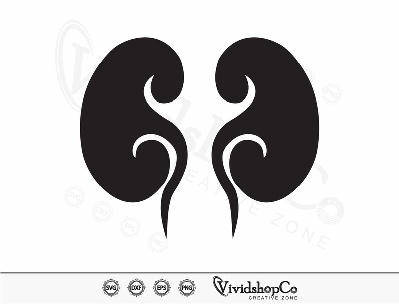 Kidney SVG, Kidney Anatomy Svg, Disease Svg, Clipart, Cut Files for ...