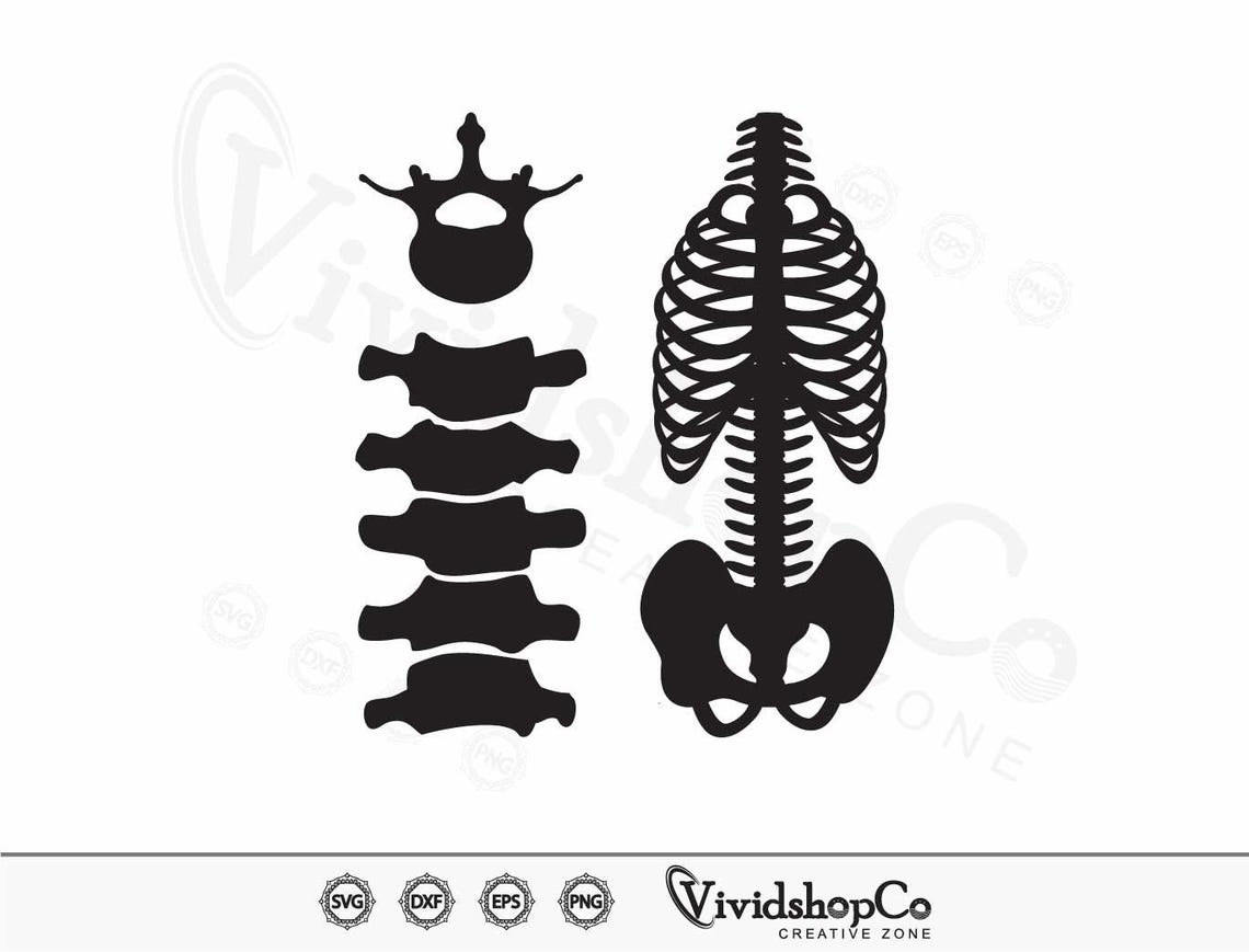 Anatomy SVG, Anatomy Spine Svg, Spine Svg, Human Anatomy Svg, Clipart ...