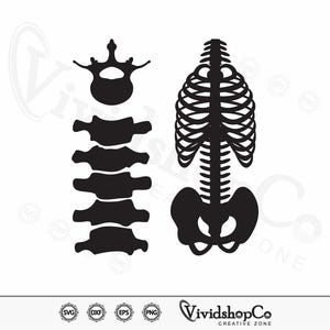 Anatomy SVG, Anatomy Spine Svg, Spine Svg, Human Anatomy Svg, Clipart ...
